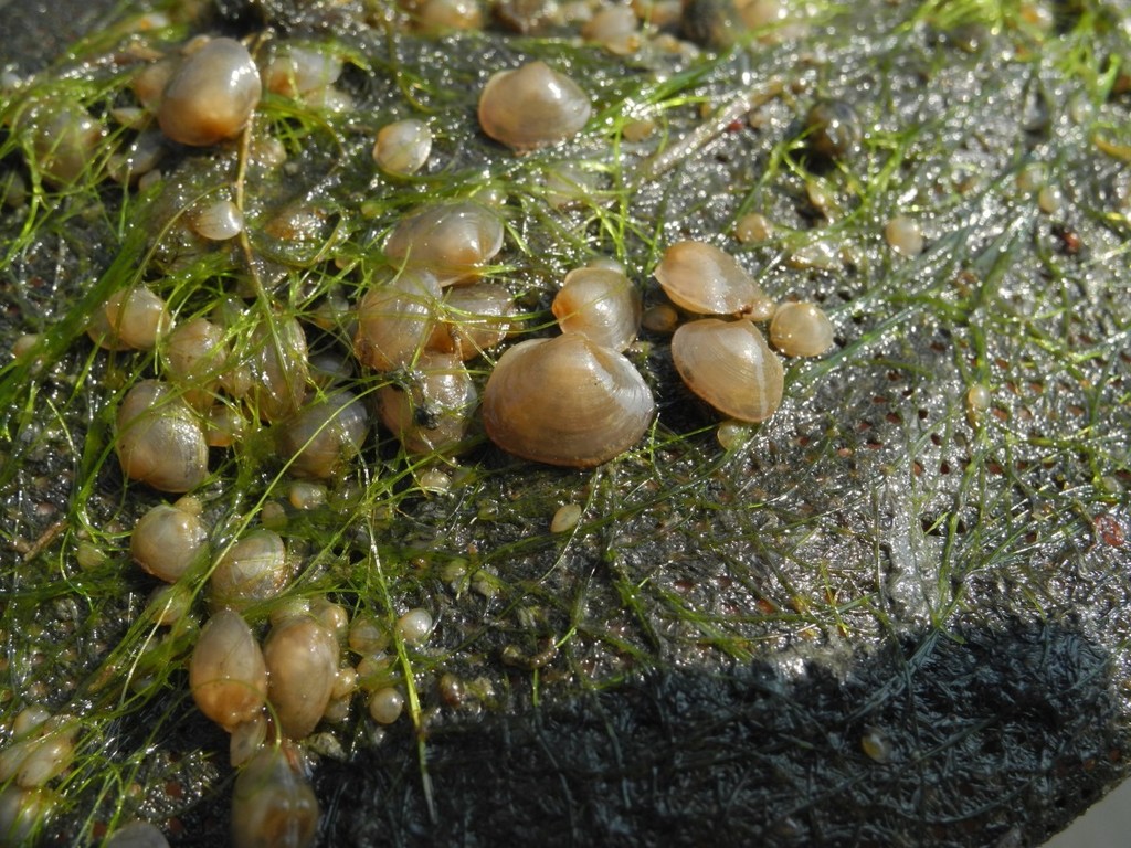 Lake Orb-mussel (Molluscs of the Slovak Republic) · iNaturalist