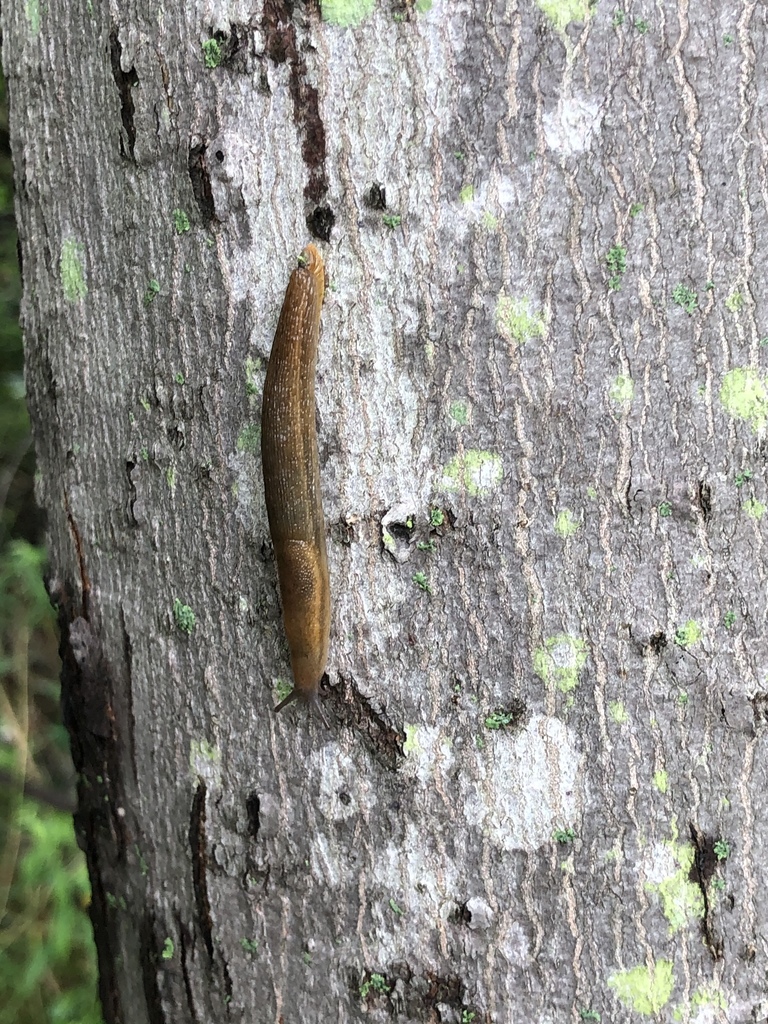 Dusky Slugs from Mentor Headlands, Mentor, OH, US on June 27, 2020 at ...