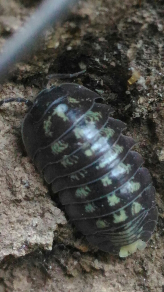 Pillbugs on June 27, 2020 at 08:26 PM by fcalabrese · iNaturalist