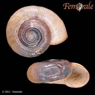 flat-disc snail (Terrestrial Mollusks of Alabama) · iNaturalist