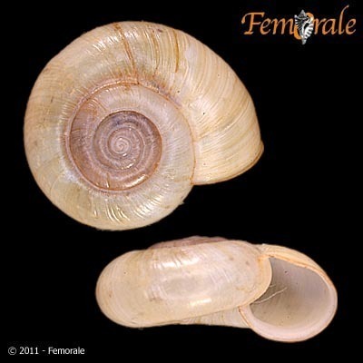 flat-disc snail (Terrestrial Mollusks of Alabama) · iNaturalist