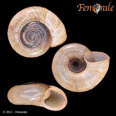 flat-disc snail (Terrestrial Mollusks of Alabama) · iNaturalist