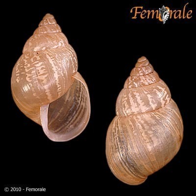 whitewashed rabdotus (Terrestrial Mollusks of Alabama) · iNaturalist