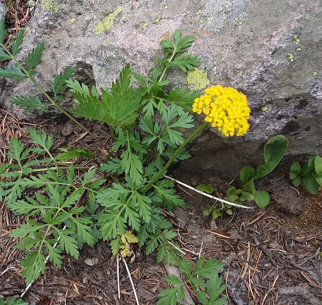 Alpine False Springparsley (Edible Plants of Arizona) · iNaturalist