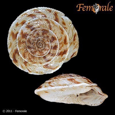 alabama disc (Terrestrial Mollusks of Alabama) · iNaturalist
