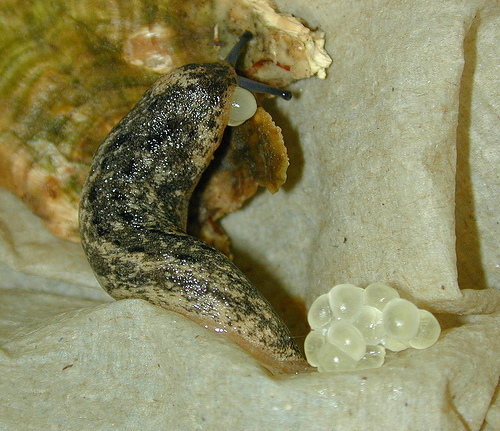 Carolina mantleslug (Terrestrial Mollusks of Alabama) · iNaturalist