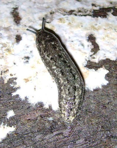 Carolina mantleslug (Terrestrial Mollusks of Alabama) · iNaturalist