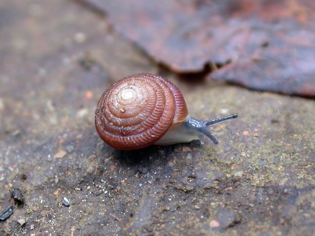 brown bellytooth (Terrestrial Mollusks of Alabama) · iNaturalist