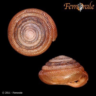 brown bellytooth (Terrestrial Mollusks of Alabama) · iNaturalist