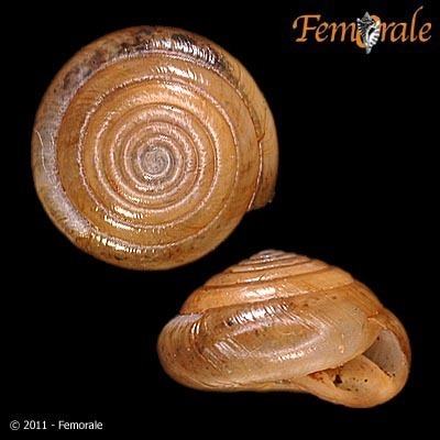 sculptured dome (Terrestrial Mollusks of Alabama) · iNaturalist