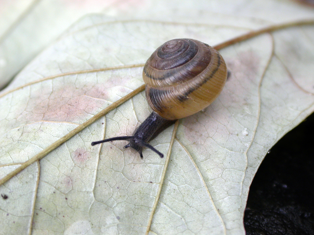 globose dome (Terrestrial Mollusks of Alabama) · iNaturalist