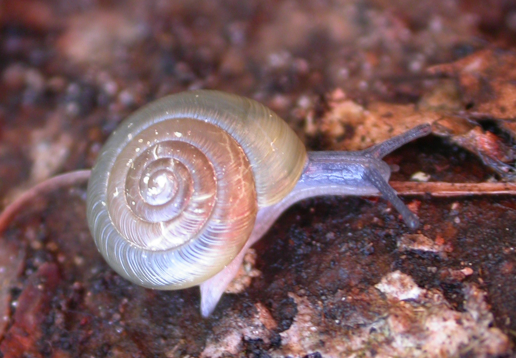 green dome (Terrestrial Mollusks of Alabama) · iNaturalist