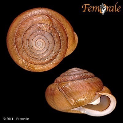 proud globe (Terrestrial Mollusks of Alabama) · iNaturalist