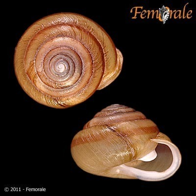 proud globe (Terrestrial Mollusks of Alabama) · iNaturalist
