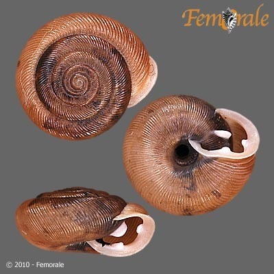 magnolia three-tooth (Terrestrial Mollusks of Alabama) · iNaturalist