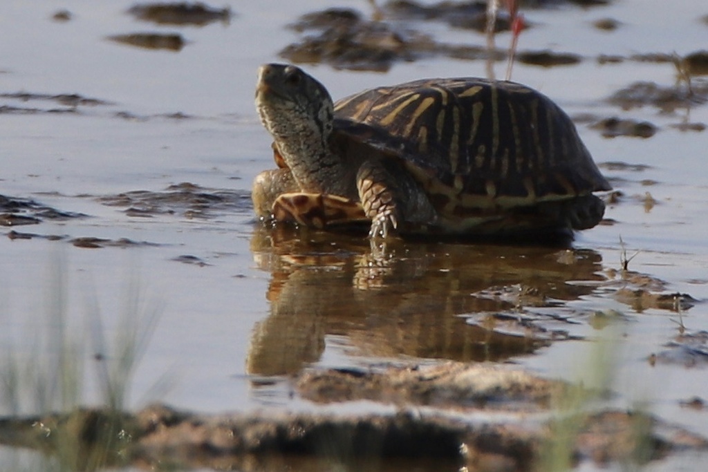 Ornate Box Turtle in June 2020 by cnaturejoy · iNaturalist