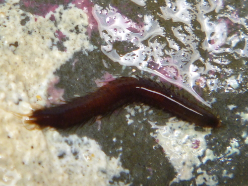 Tribe Ophiodromini · iNaturalist