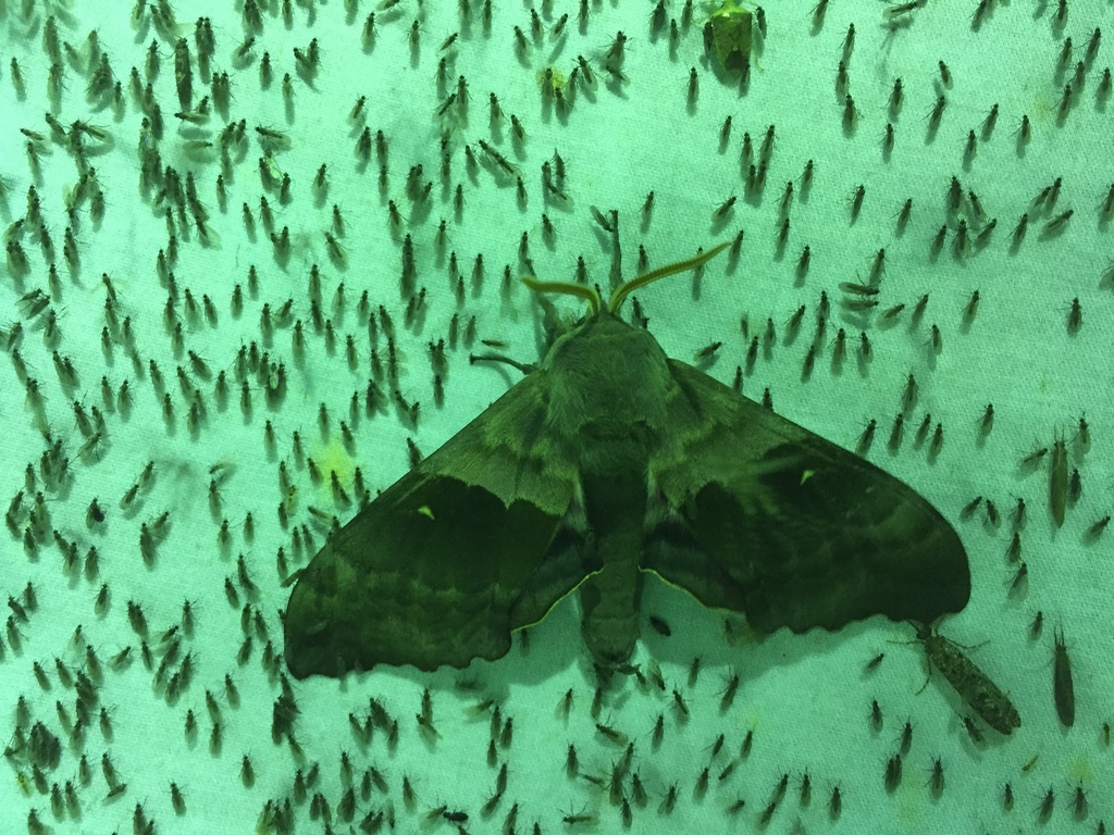 Modest Sphinx from Chequamegon-Nicolet National Forest, Phillips, WI ...