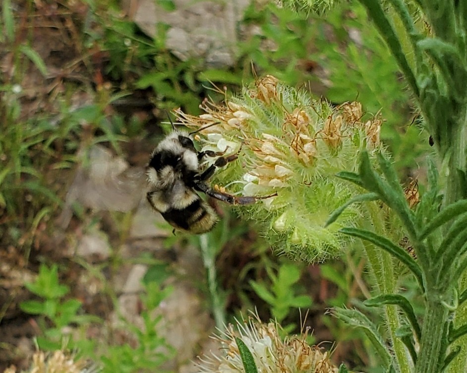Nearctic Bumble Bee from Hamilton, MT 59840, USA on June 27, 2020 at 10 ...