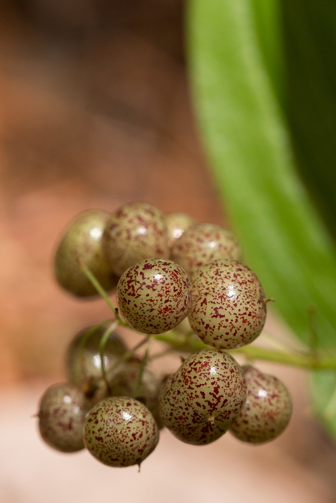 Canada mayflower (EwA Guide to the Plants of the Fells (US)) · iNaturalist