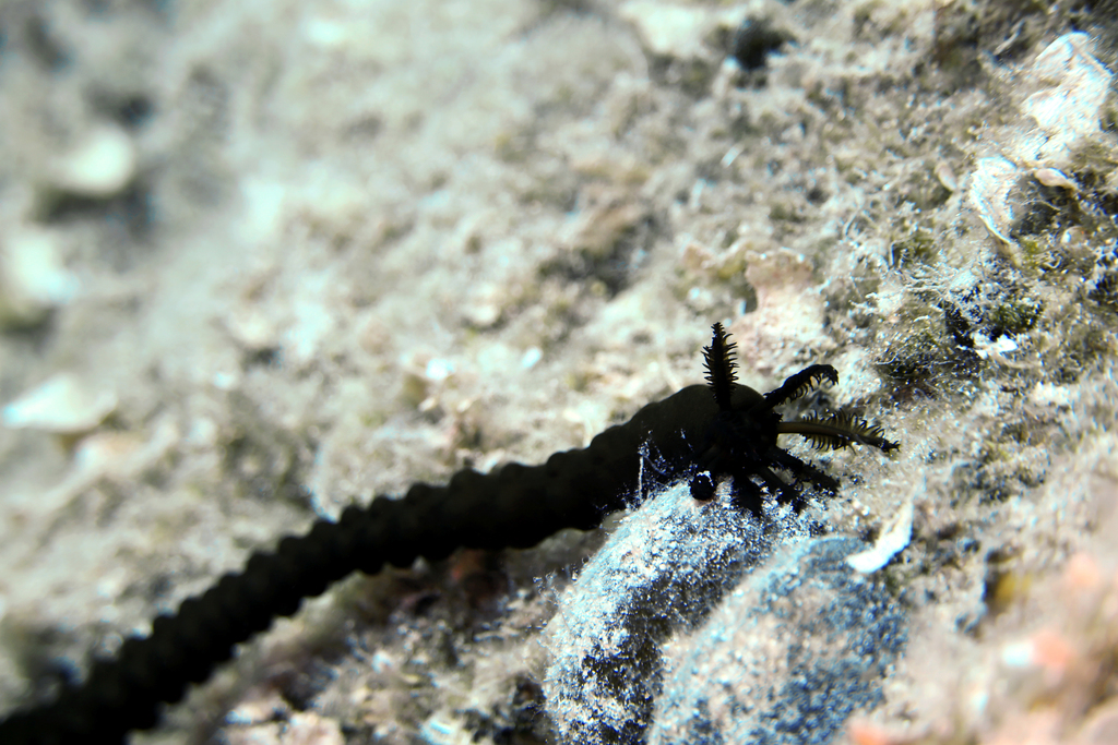 Synaptula reciprocans from Náxos, Grèce on August 08, 2019 at 07:24 PM ...