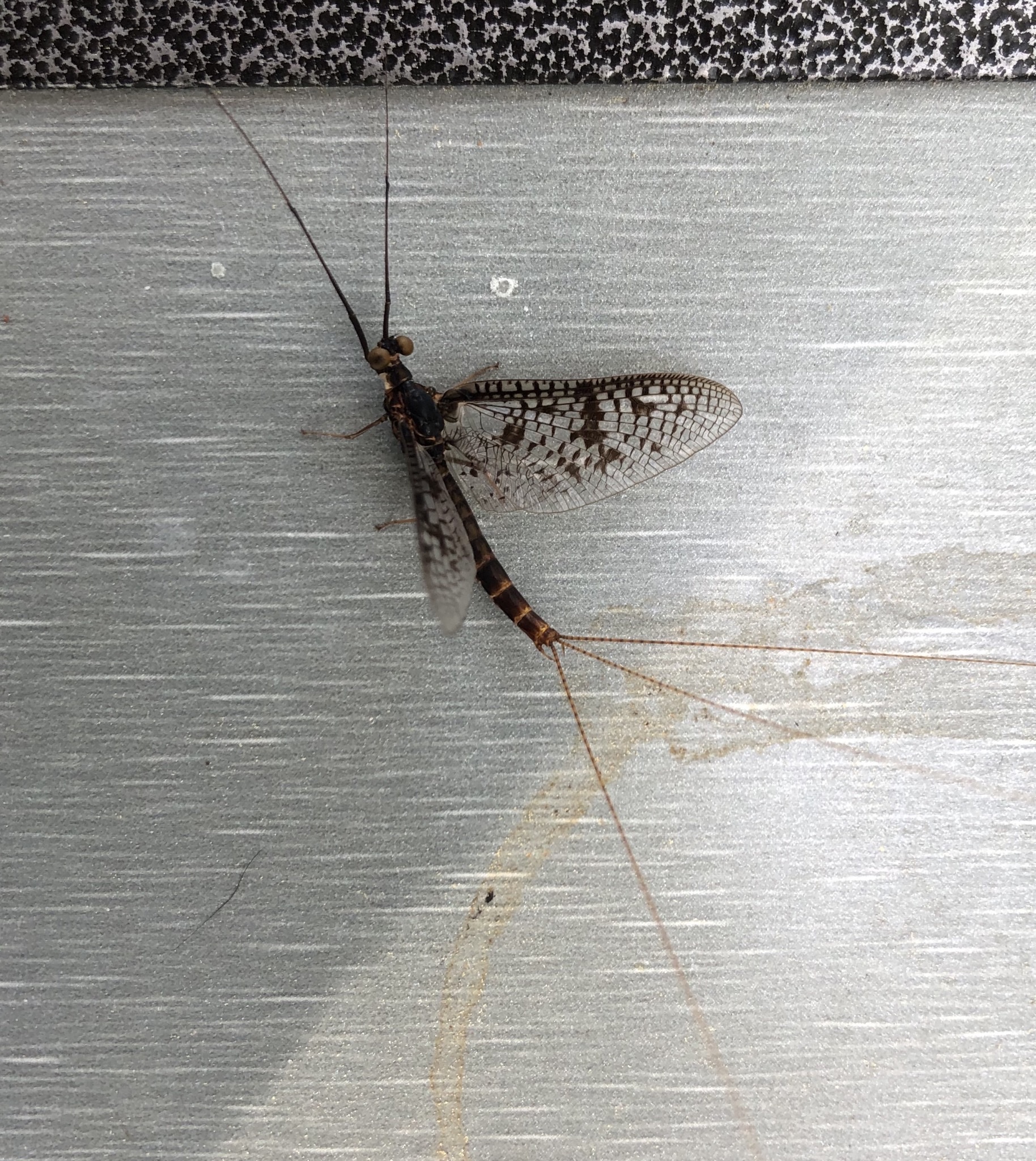 Ephemera simulans Walker, 1853