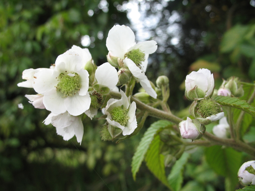 (Rubus floribundus) - Botanical Realm