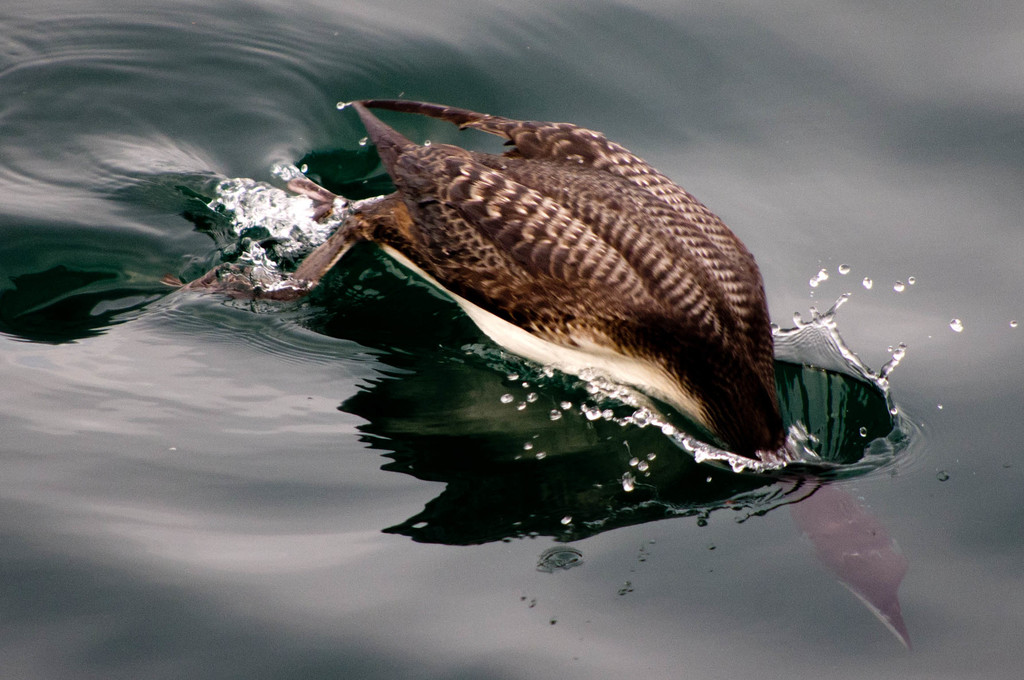 Pacific Loon (Don Edwards San Francisco Bay National Wildlife Refuge ...