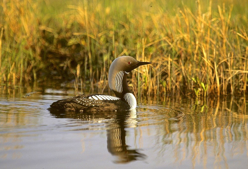 Pacific Loon (Don Edwards San Francisco Bay National Wildlife Refuge ...