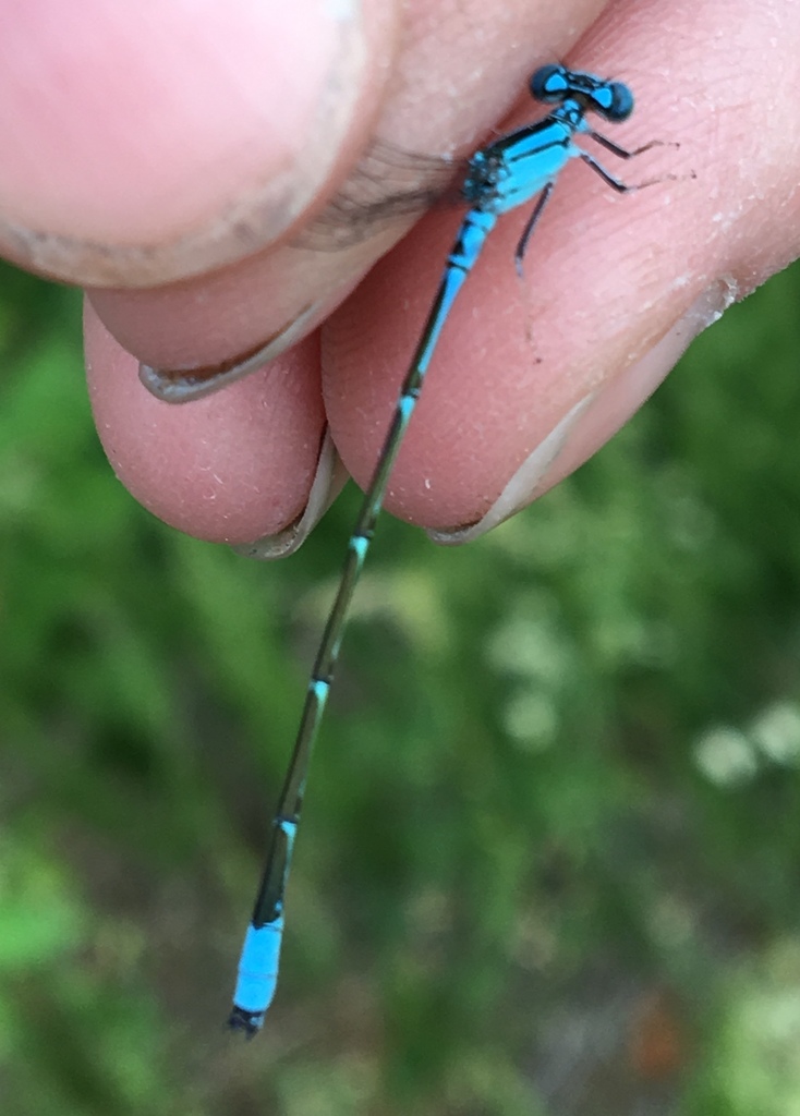 Slender Bluet from Leeds and Grenville United Counties, ON, Canada on ...