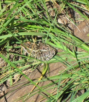 Plains Leopard Frog from Rockford, NE 68823, USA on June 04, 2020 at 03 ...