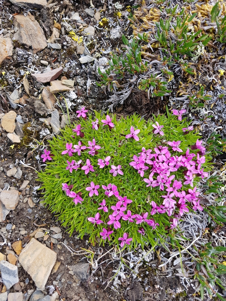 Moss Campion from Northern Rockies B, BC V0C, Canada on June 27, 2020 ...