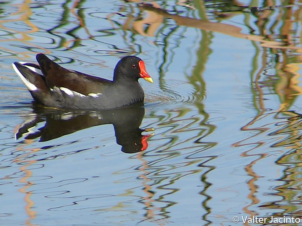 Eurasian Moorhen (Don Edwards San Francisco Bay National Wildlife ...