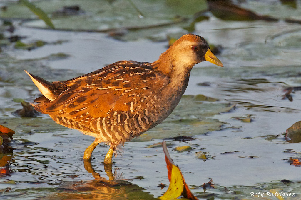Sora (Don Edwards San Francisco Bay National Wildlife Refuge ...