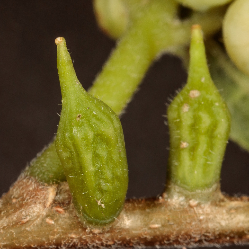 Hackberry Columnar Stem Gall Midge (Hackberry Galls) · iNaturalist