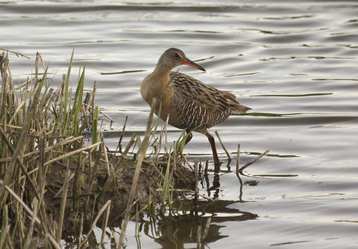 California Clapper Rail (Don Edwards San Francisco Bay National ...