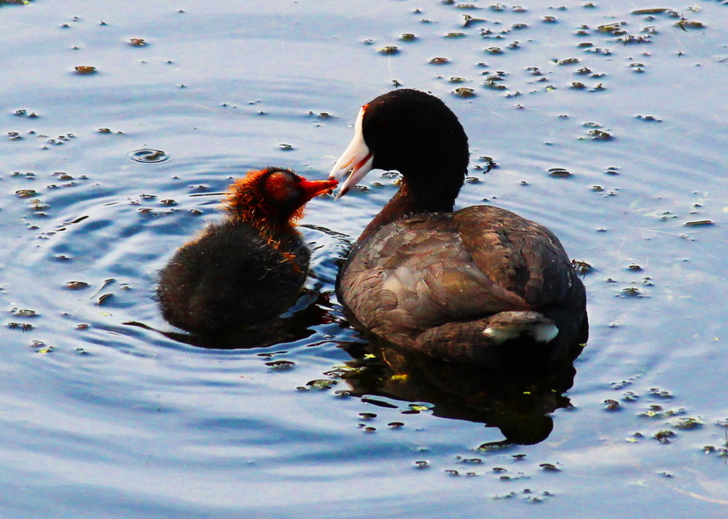 California Black Rail (Don Edwards San Francisco Bay National Wildlife ...