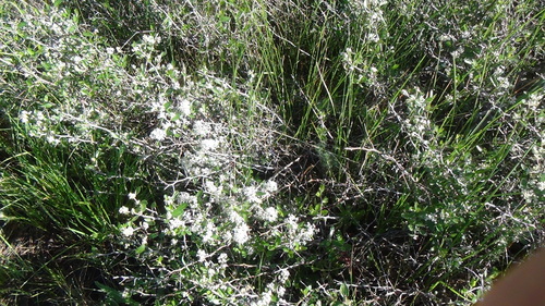 Observations by martinnaturalist · iNaturalist