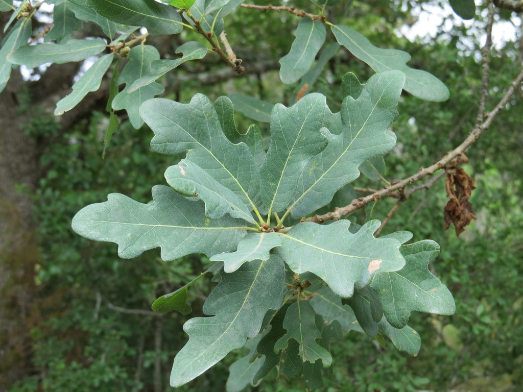 Lacey Oak (Quercus laceyi) - Botanical Realm