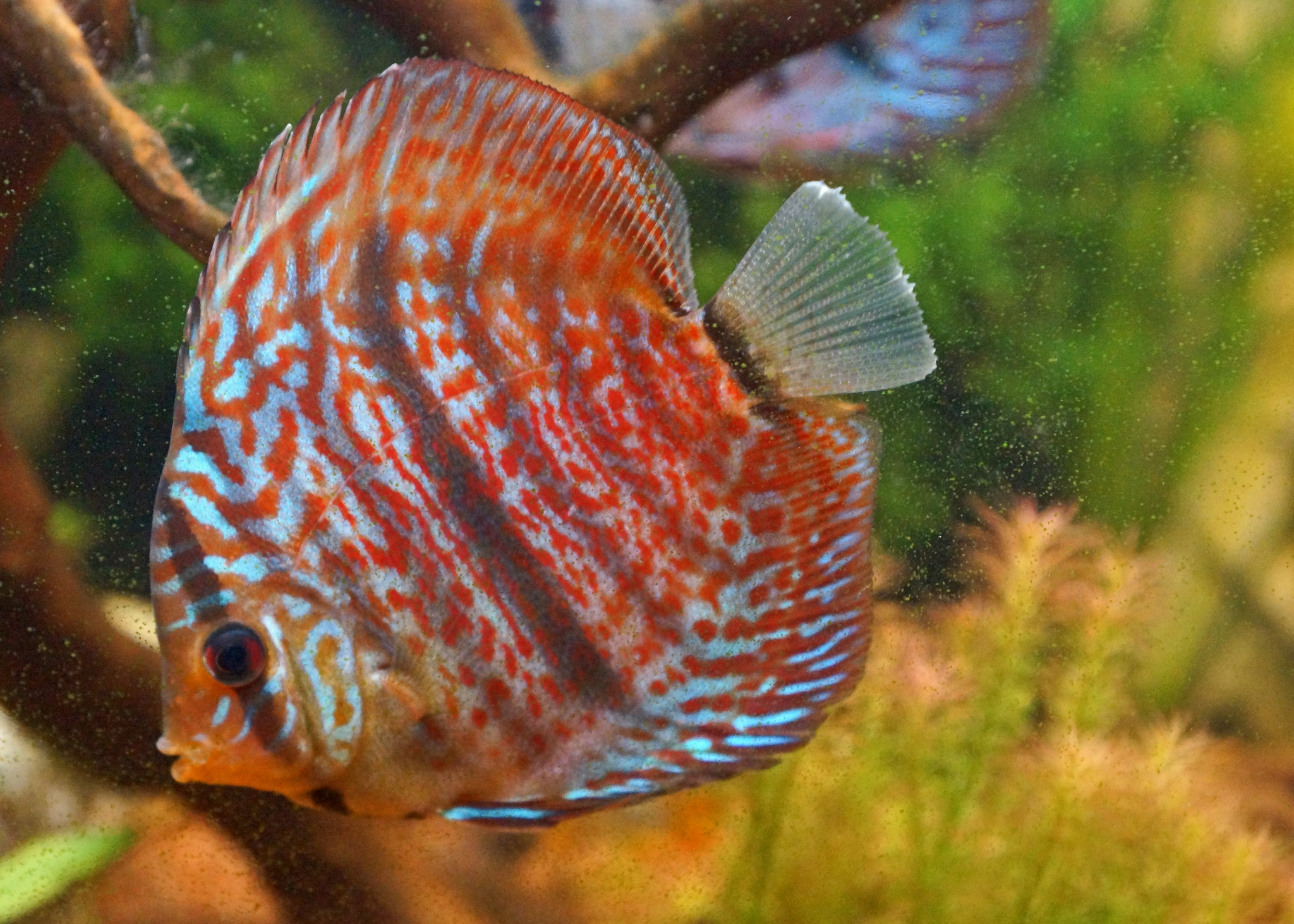 Red Map Discus Fish