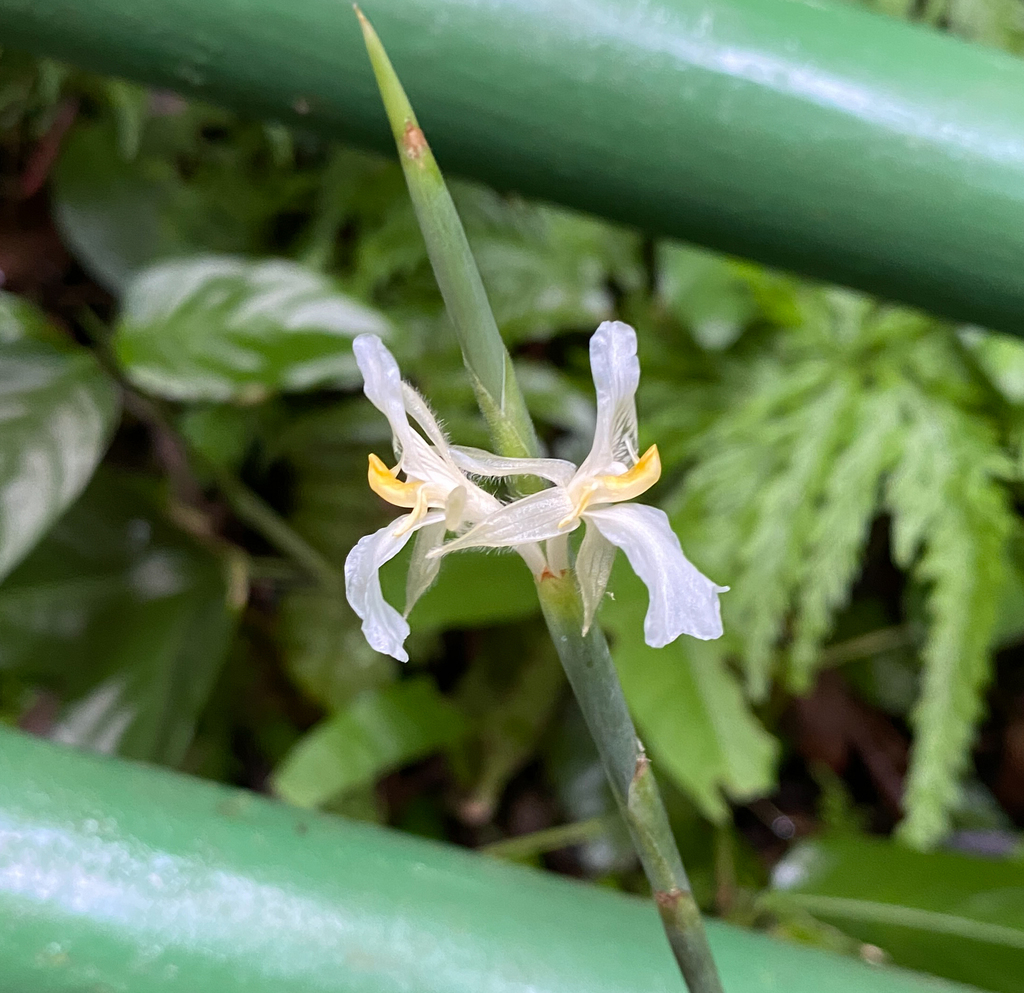 (Ischnosiphon elegans) - Botanical Realm