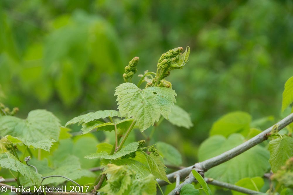 riverbank grape (Vitis riparia) - Botanical Realm