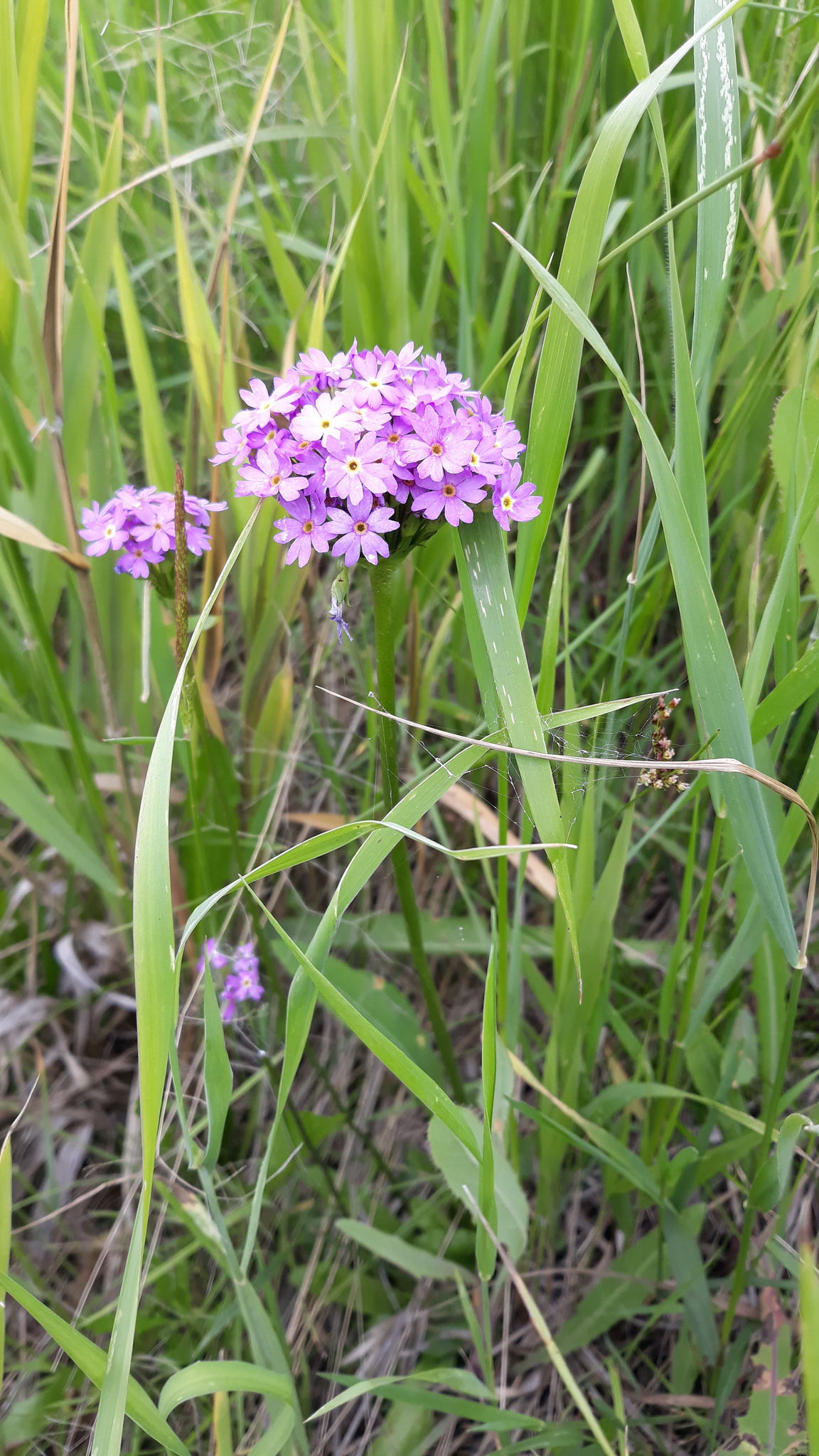 Primula longiscapa Ledeb.