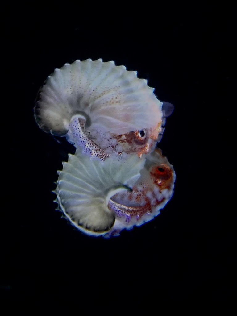 Greater Argonaut from Mabini, Batangas, Philippines on October 25, 2019 ...
