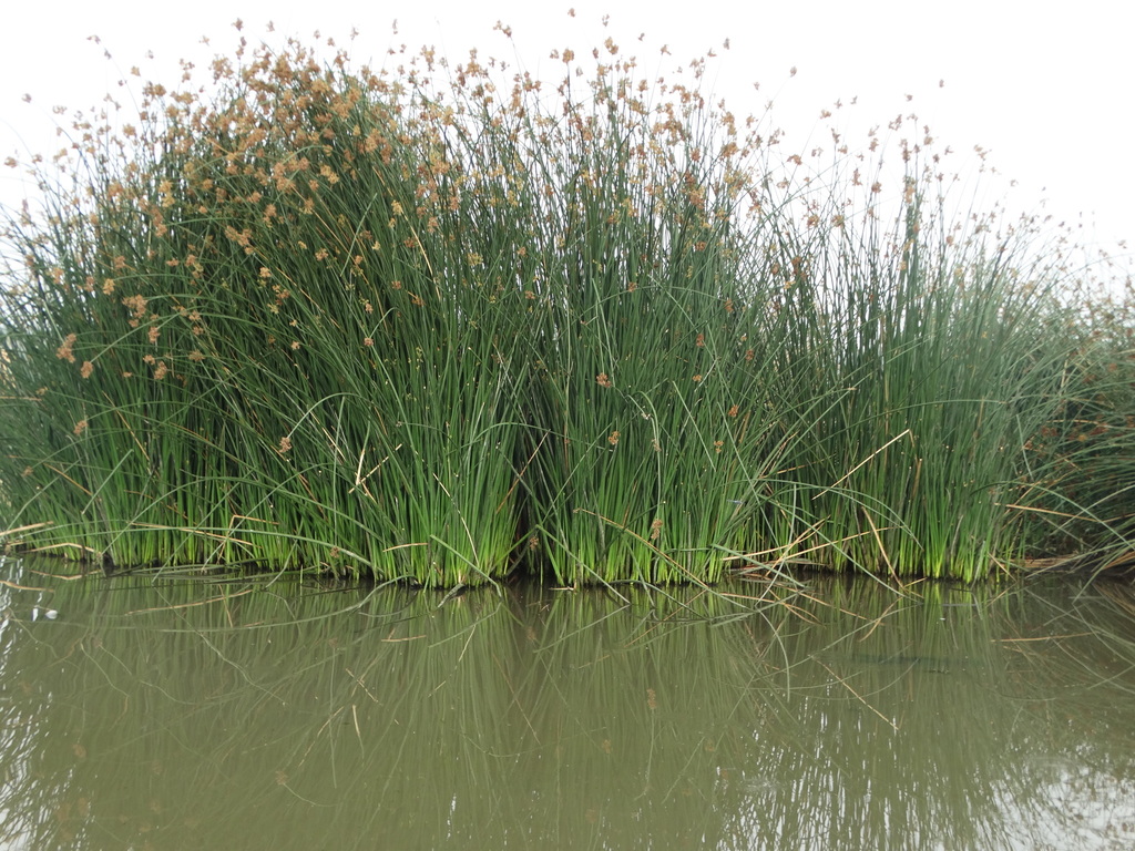 California bulrush from Laguna de Acuitlapilco on May 25, 2017 at 09:07 ...
