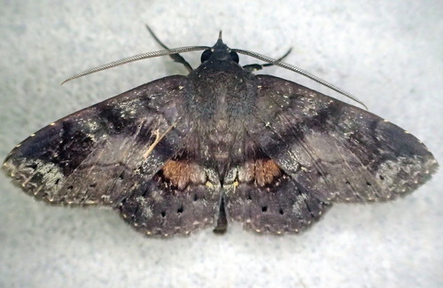 Agyra squamivaria · iNaturalist