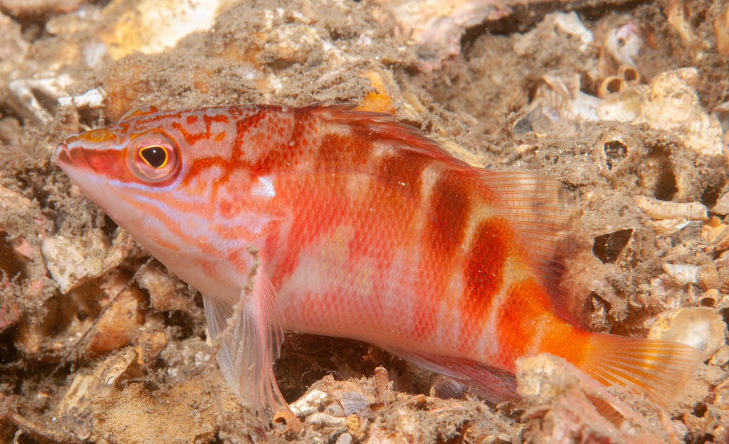 Halfbanded Seaperch (Fishes of Chowder Bay, Sydney, Australia ...