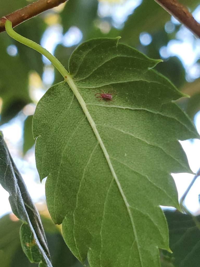 Arachnids from Somerville Street Trees on June 28, 2020 by ...