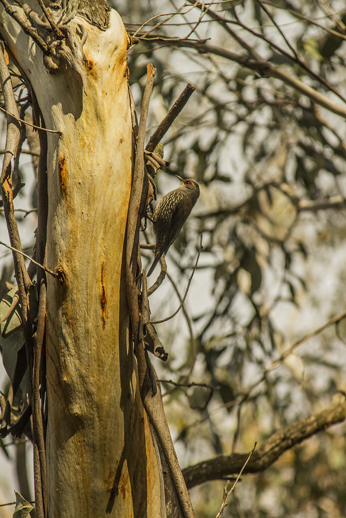 Red-browed Treecreeper from Canobolas NSW 2800, Australia on June 28 ...