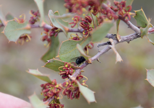 Stinking Roger (Hakea denticulata) · iNaturalist